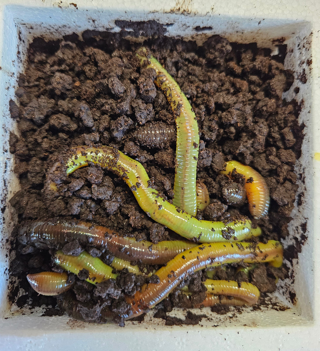 Grønne Canada Regnorm – Vokshuset